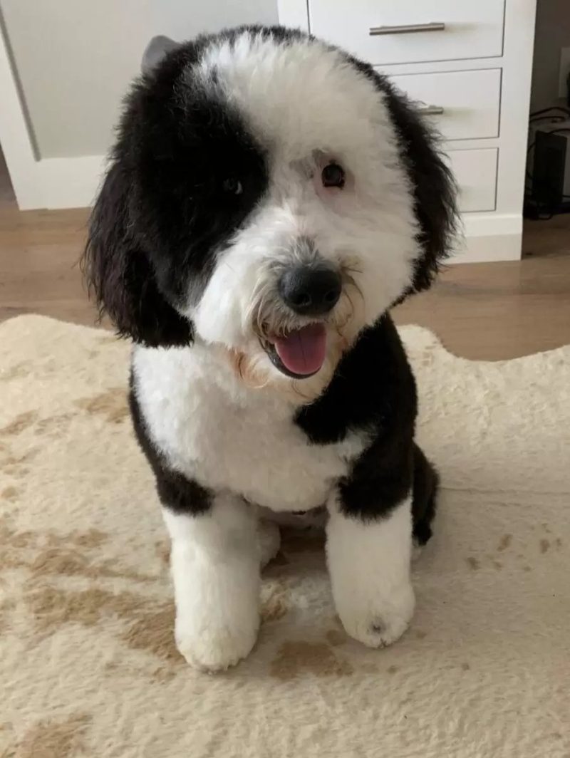 Adult dogs – California Magnificent Mini Sheepadoodles