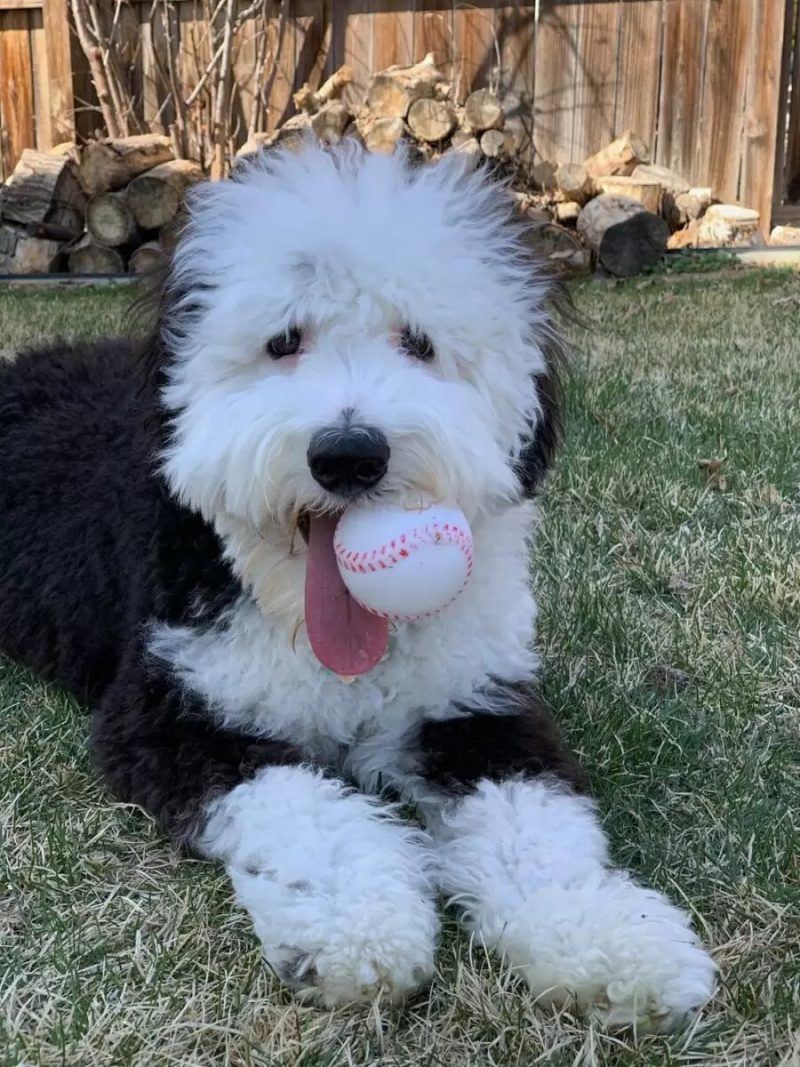 Adult dogs – California Magnificent Mini Sheepadoodles