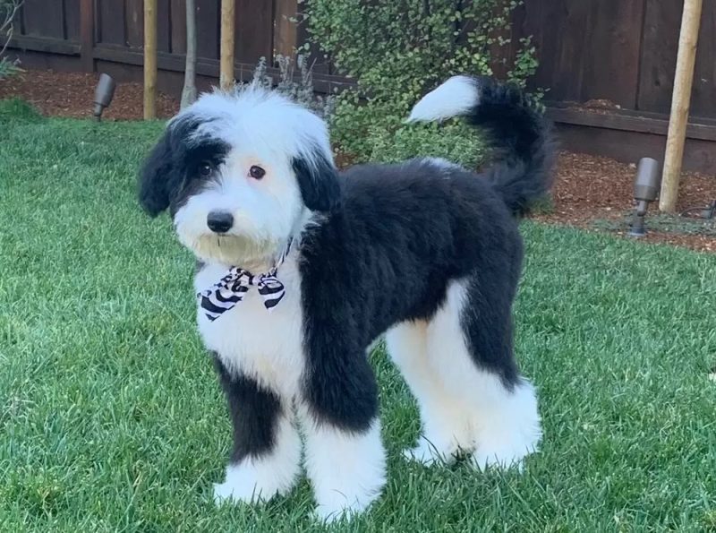 Adult dogs – California Magnificent Mini Sheepadoodles