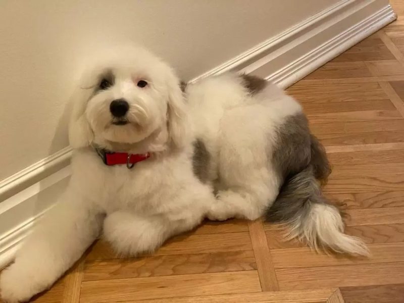 Adult dogs – California Magnificent Mini Sheepadoodles