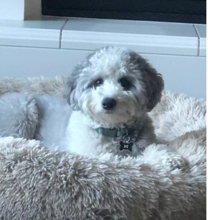 Adult dogs – California Magnificent Mini Sheepadoodles