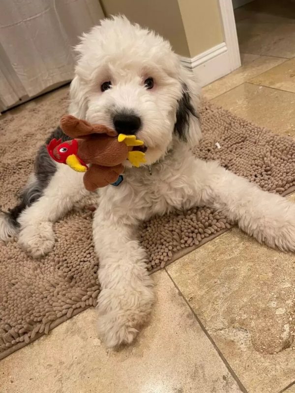 Adult dogs – California Magnificent Mini Sheepadoodles