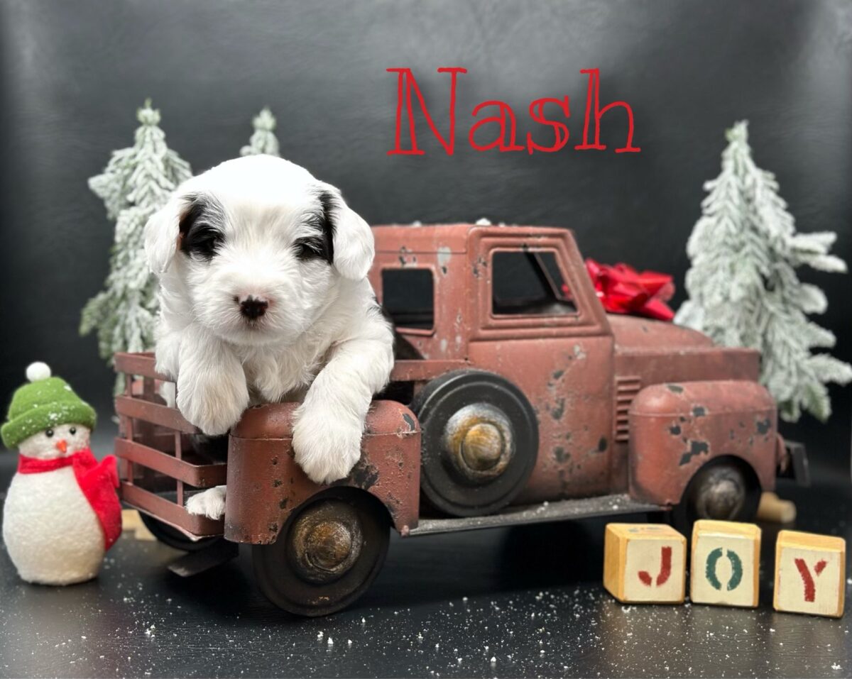 Princess Sadie and Prince Charming – California Magnificent Mini ...