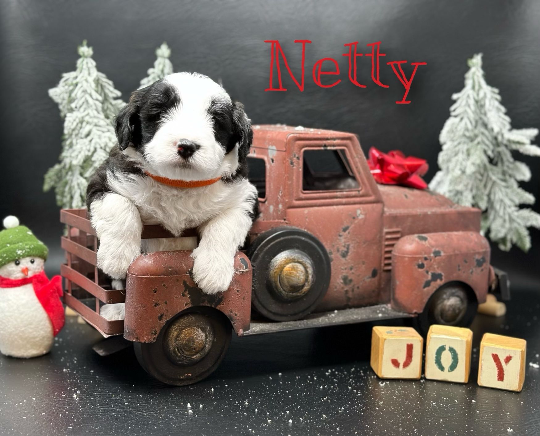 Princess Sadie and Prince Charming – California Magnificent Mini ...