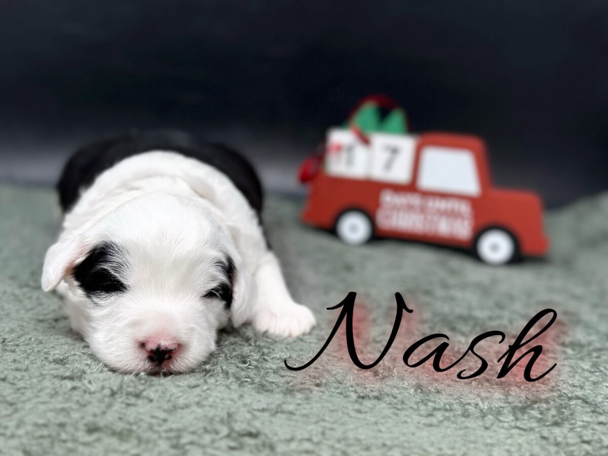 Princess Sadie and Prince Charming – California Magnificent Mini ...