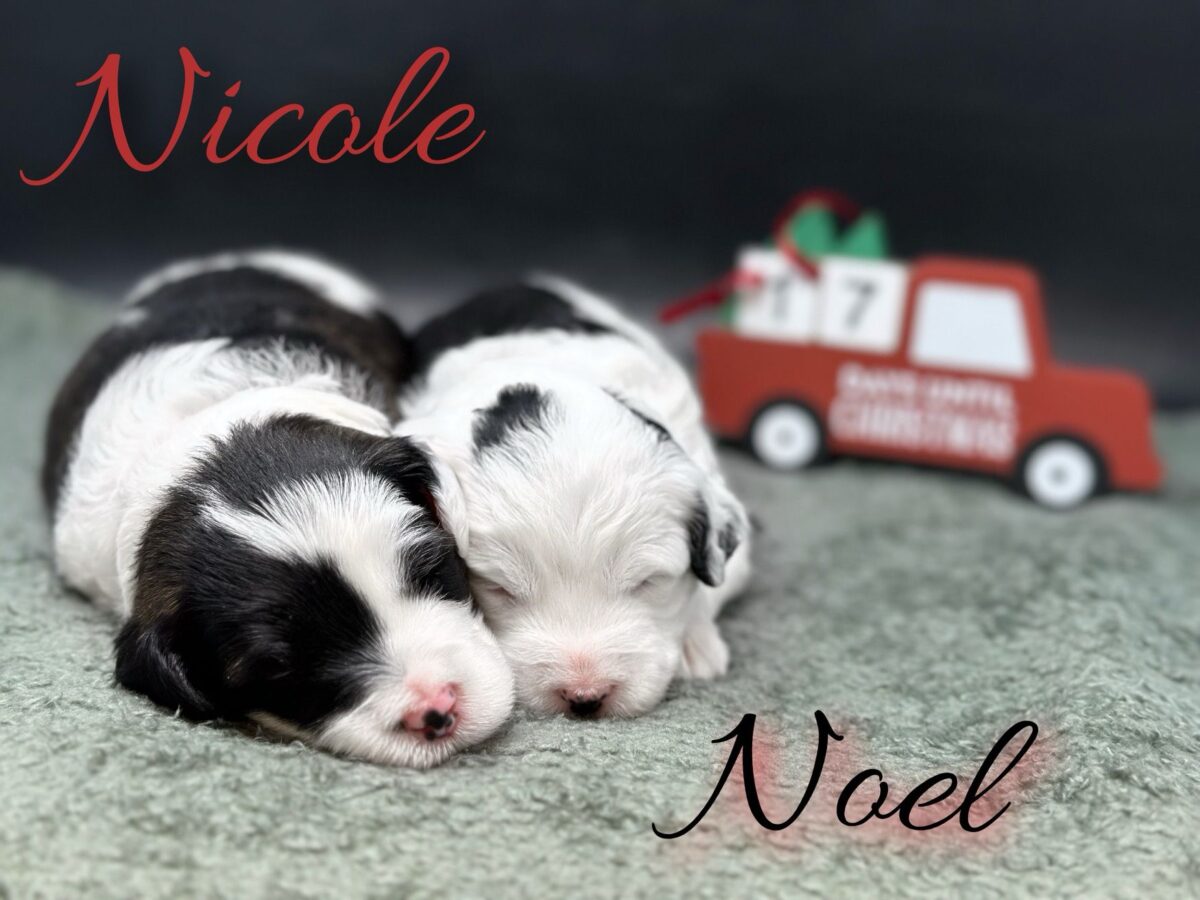 Princess Sadie and Prince Charming – California Magnificent Mini ...