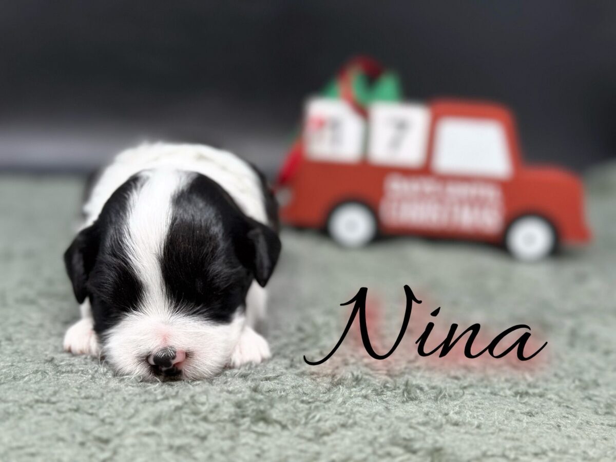 Princess Sadie and Prince Charming – California Magnificent Mini ...