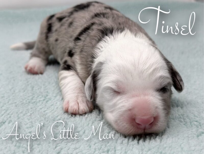 Princess Angel – California Magnificent Mini Sheepadoodles