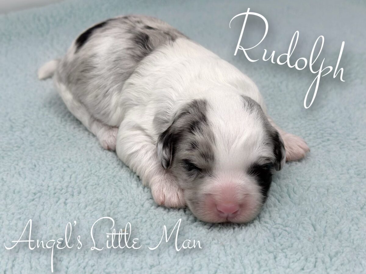 Princess Angel – California Magnificent Mini Sheepadoodles
