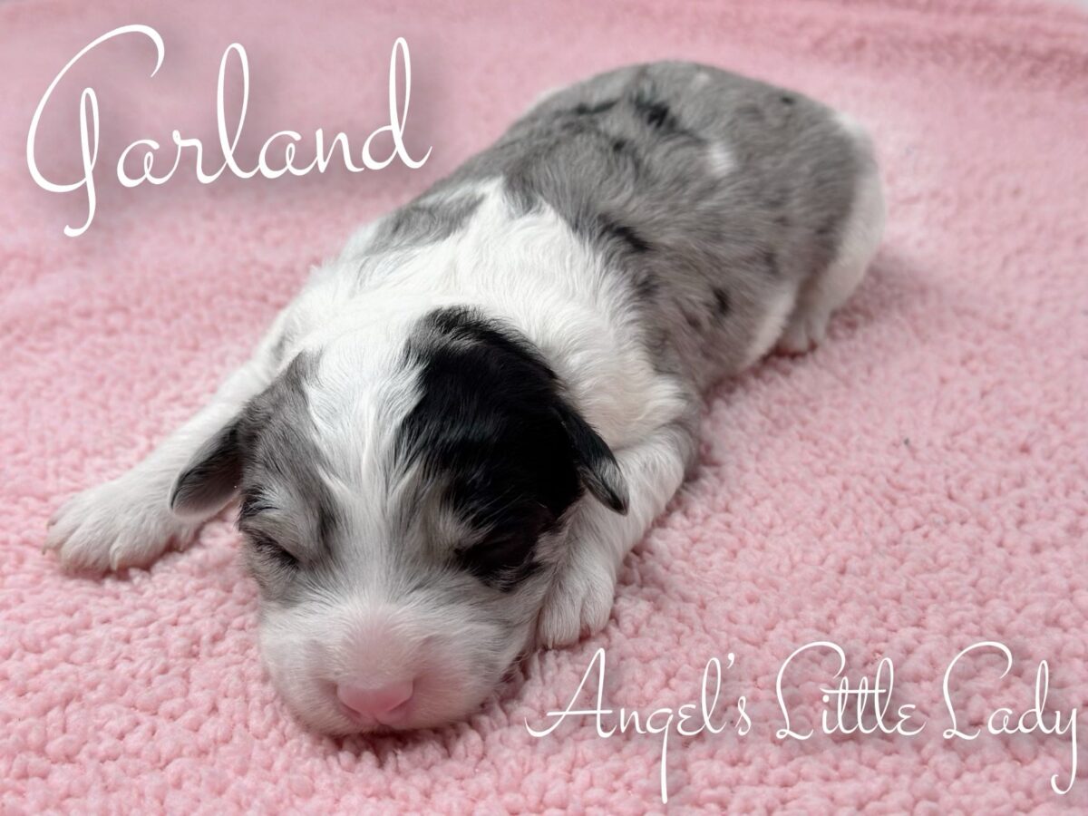 Princess Angel – California Magnificent Mini Sheepadoodles
