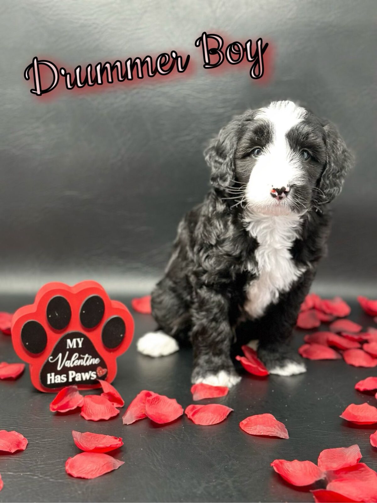 Princess Angel – California Magnificent Mini Sheepadoodles