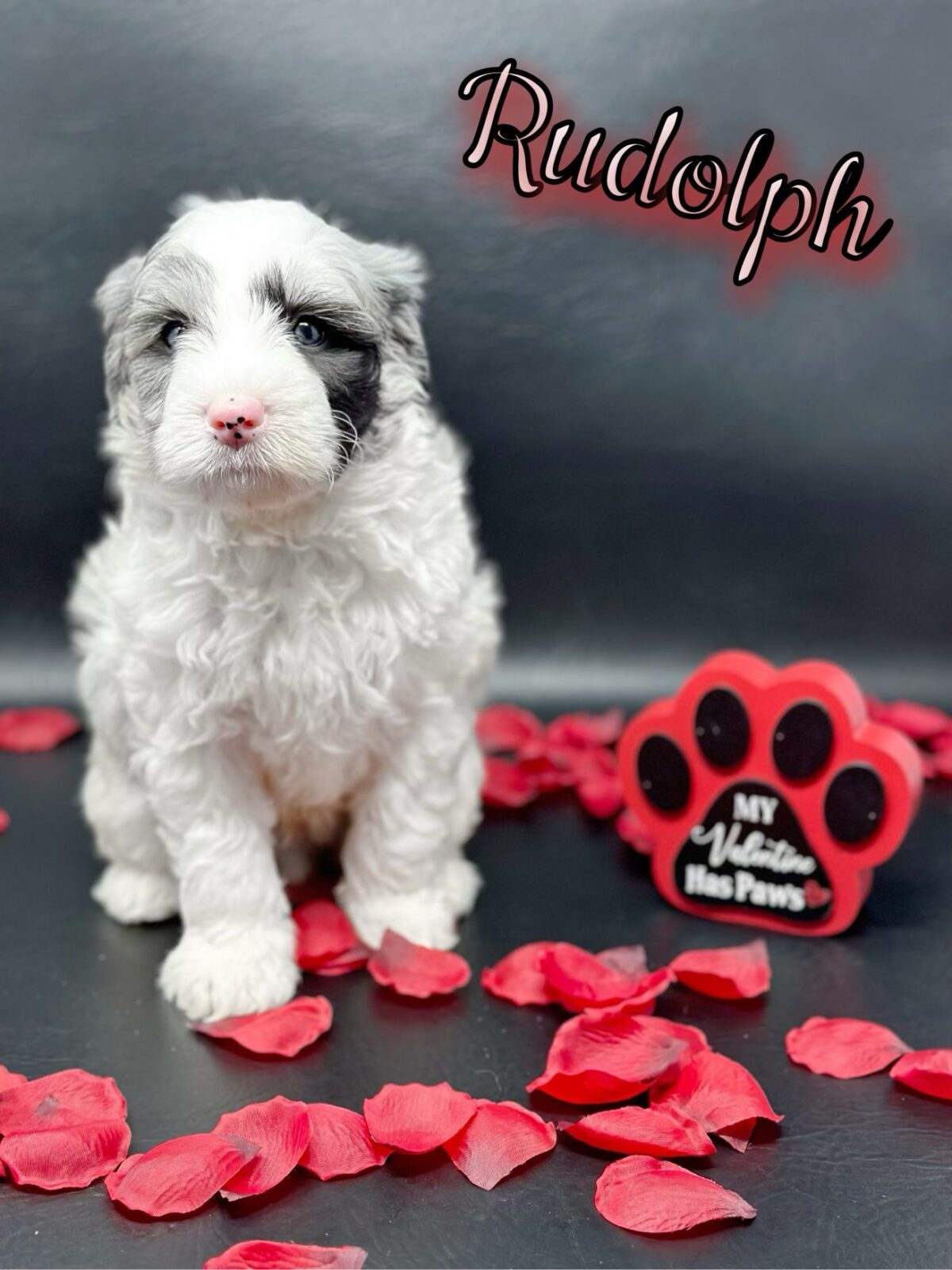 Princess Angel – California Magnificent Mini Sheepadoodles