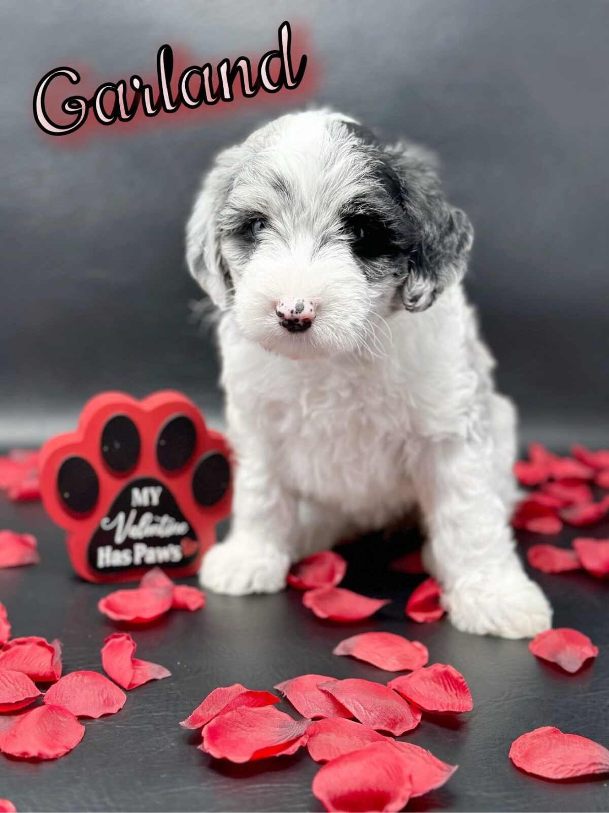 Princess Angel – California Magnificent Mini Sheepadoodles