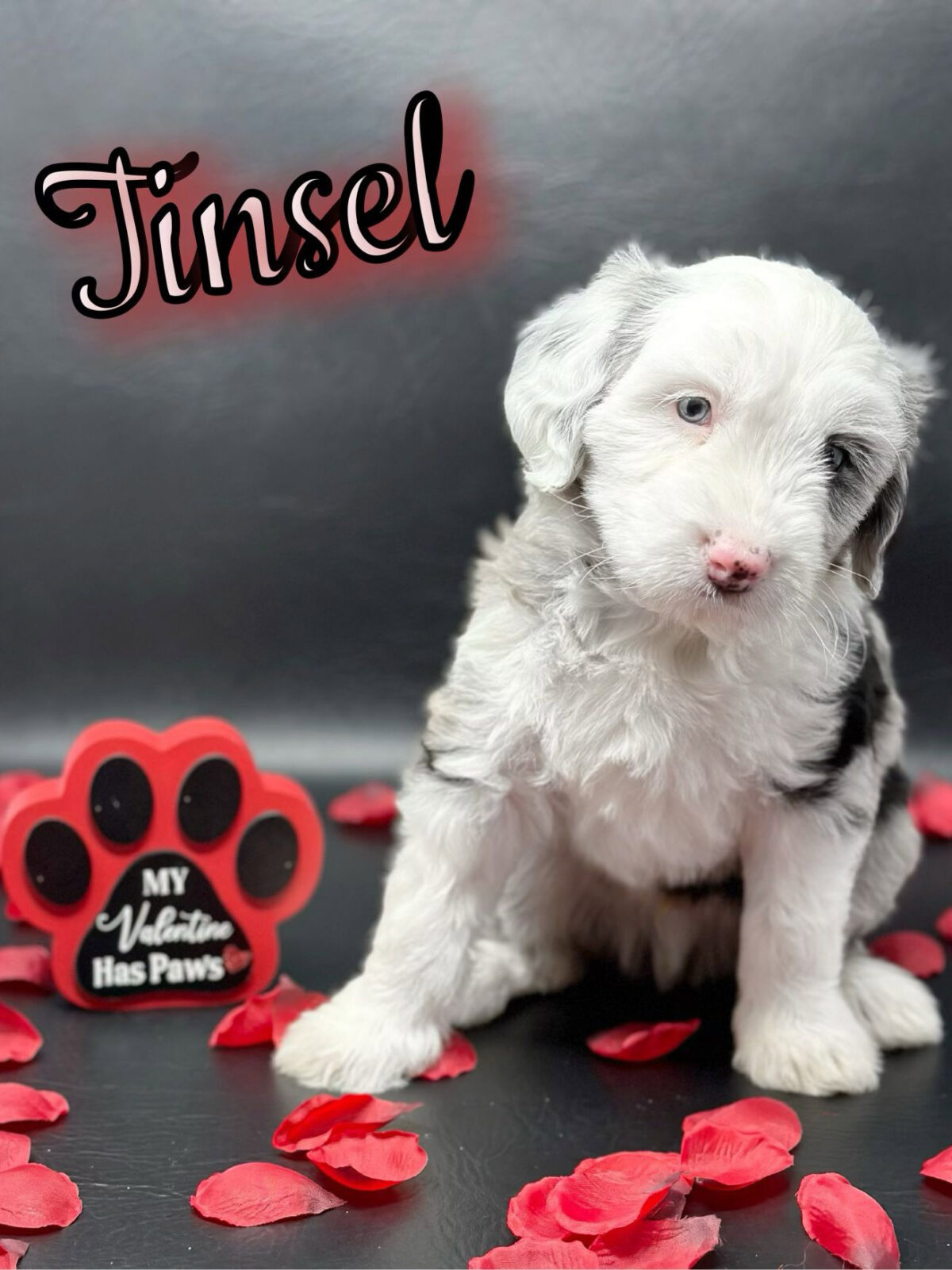 Princess Angel – California Magnificent Mini Sheepadoodles