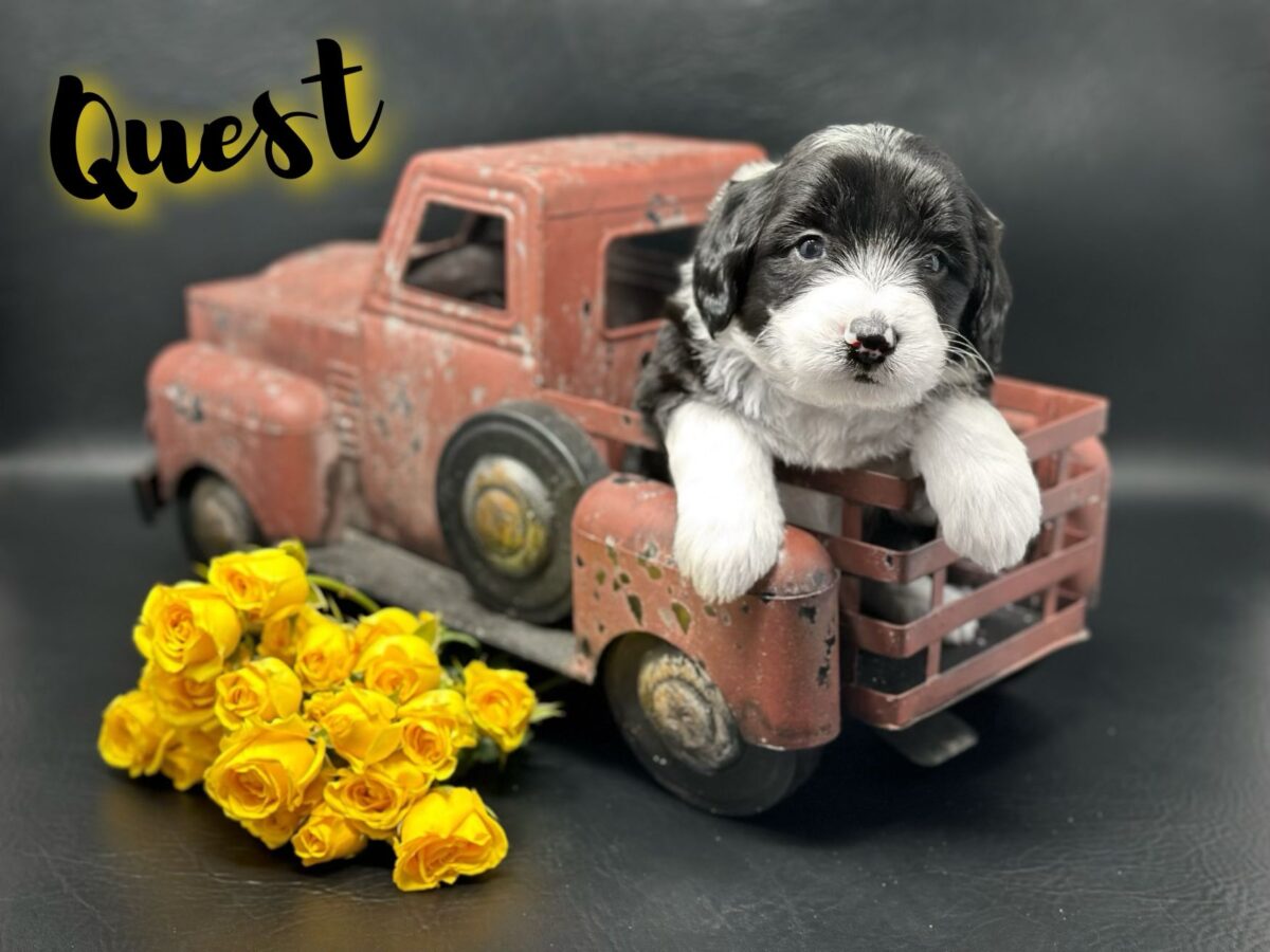 Princess Celeste & Prince Epic & Prince Cooper – California Magnificent Mini Sheepadoodles