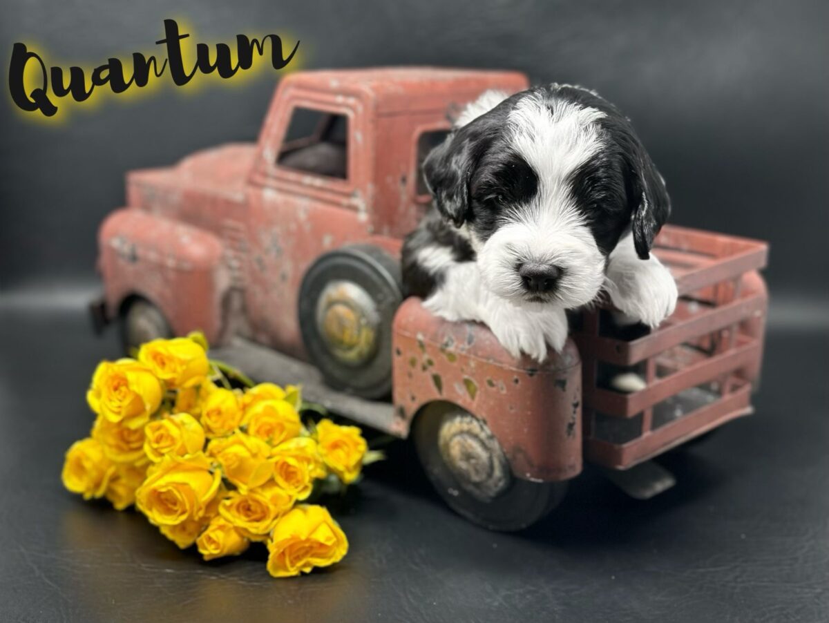 Princess Celeste & Prince Epic & Prince Cooper – California Magnificent ...