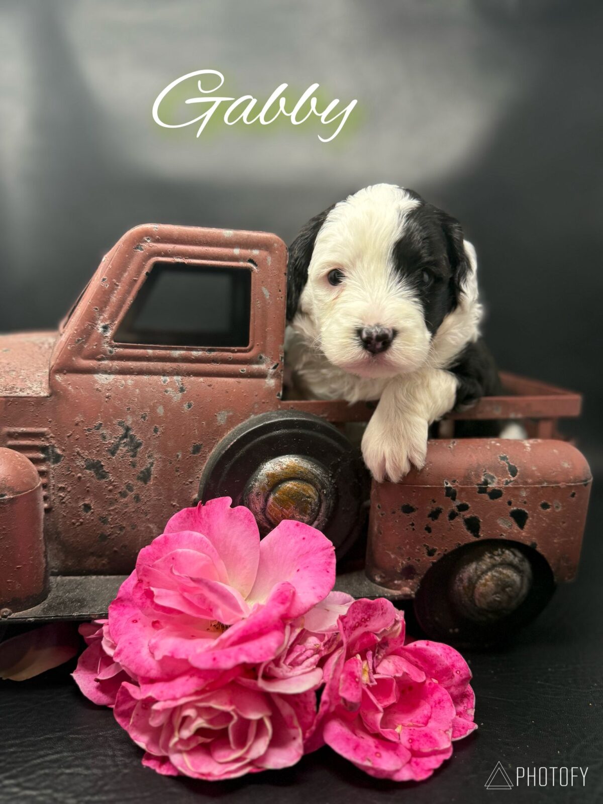 Princess Sadie and Sir Gideon – California Magnificent Mini Sheepadoodles