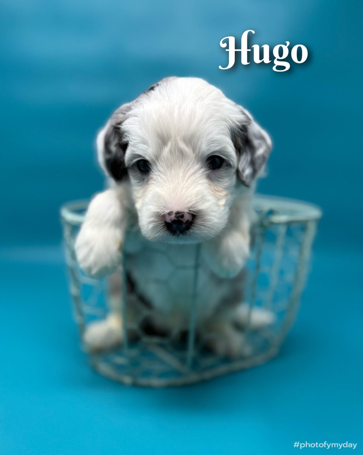 Princess Ruby and Sir Max – California Magnificent Mini Sheepadoodles