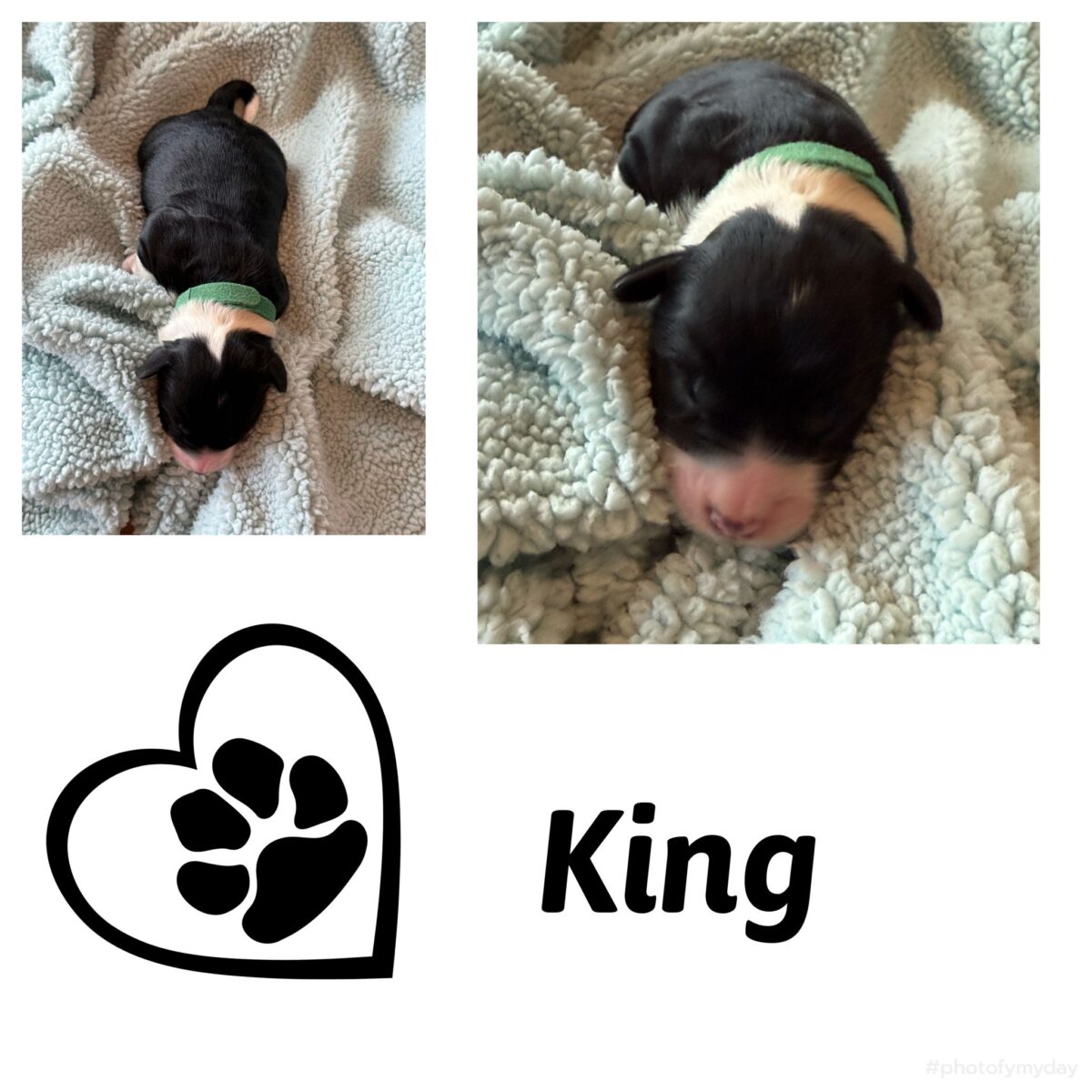 Princess Sadie and Sir Gideon – California Magnificent Mini Sheepadoodles